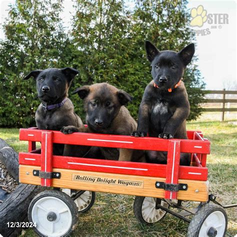 Daniel King Lancaster Puppies