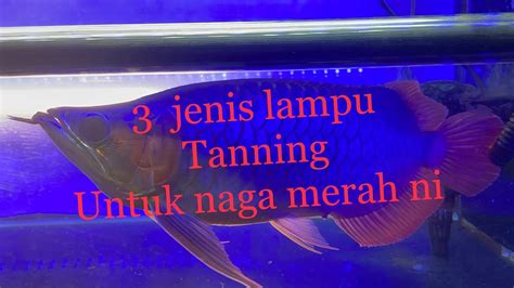 3jenis Lampu Tanning Perlu Untuk Super Red Or Naga Merah Ni Cepat