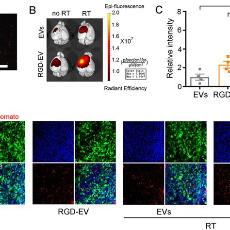 Modification And Characterization Of Rgd Ev A Western Blot Analysis