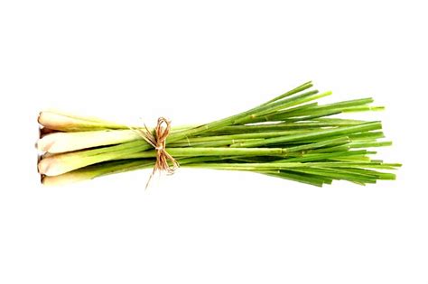 Citronella essential oil - Where to Buy Citronella