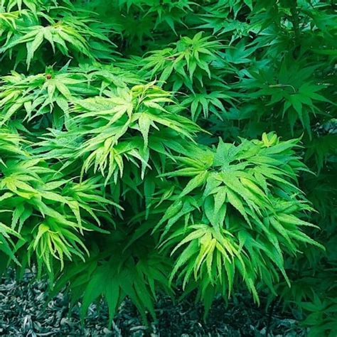 Dwarf Japanese Maple Tree Seeds Mikawa Yatsubusa Unique Hemp Herb