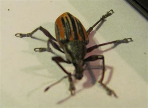Citrus Root Weevil Whats That Bug