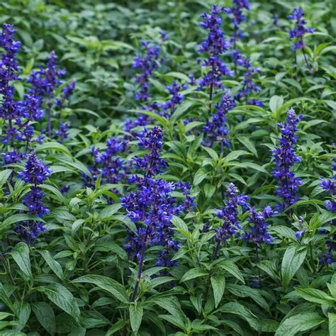 Salvia Farinacea Victoria Blue Seeds By Herboo Shellonearth