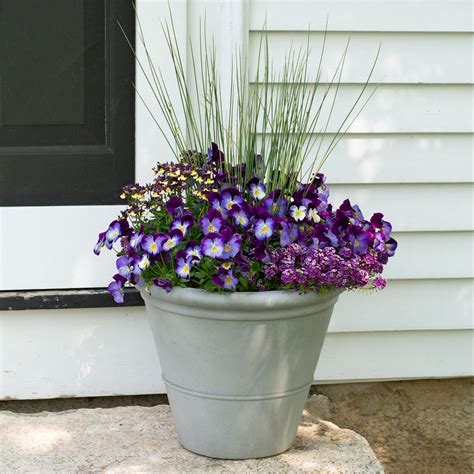 Spring Container Plants