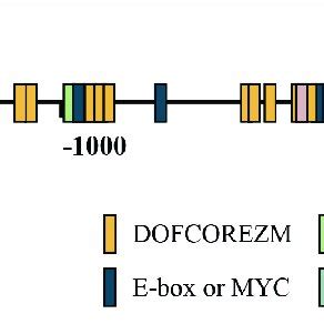 Distribution Of Cis Acting Elements In BplMYB46 Promoter The 7