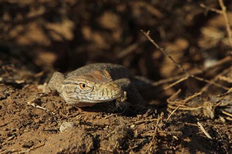 Birds Of Saudi Arabia Desert Grey Monitor Tabuk Record By Viv Wilson