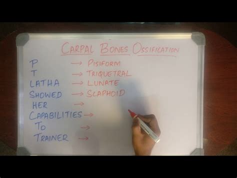 Ossification Of Carpal Bones