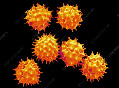 Dahlia Pollen SEM Stock Image C028 1706 Science Photo Library