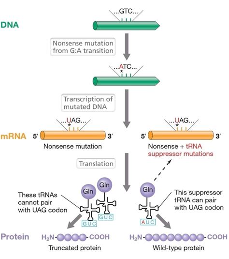Hanaa Fayed On Linkedin Suppression Of Nonsense Mutations ‼️ Introduction Of A Nonsense Mutation…