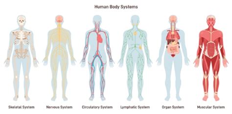 10th grade human physiology quizzes questions answers and trivia proprofs