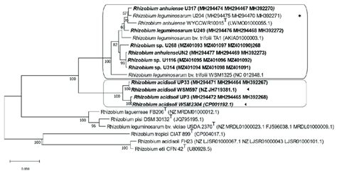 the maximum likelihood tree inferred from concatenated symbiotic genes