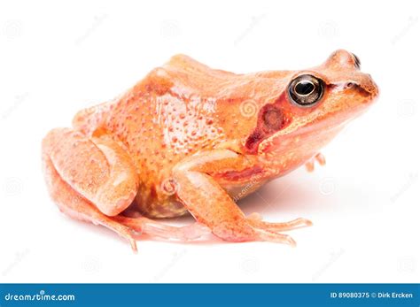 Grass Frog Royalty Free Stock Image 14597704