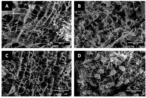 SEM Images Of The General Morphology For A T1 B T2 C T3 And D T4
