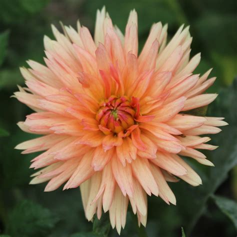 Peach Fuzz The Flower Mills
