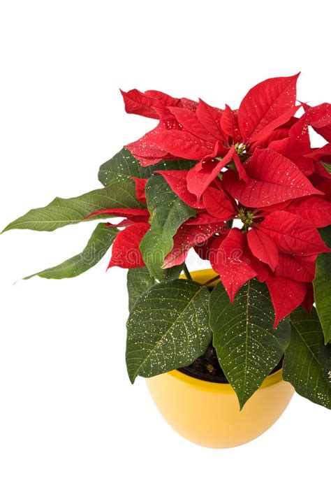 Beautiful Poinsettia Christmas Star Stock Photo Image Of Flower Bloom
