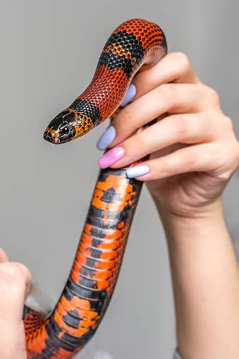 길들여진 커다란 빨간 손잡이 우유 뱀이 여자의 손을 감싸고 있다 손에 대한 스톡 사진 및 기타 이미지 손 오렌지 감귤류