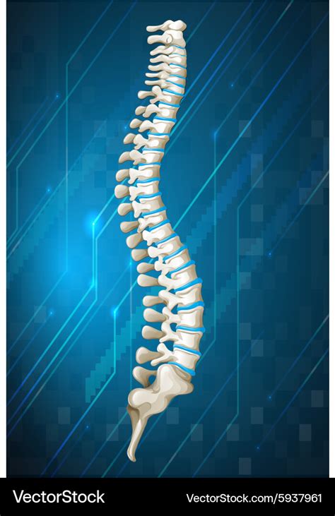 Human Spine Anatomy Diagram Royalty Free Vector Image