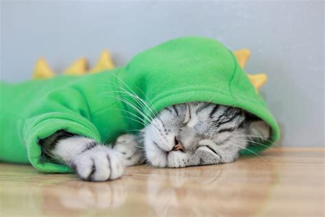 고양이 후드티 추천 15가지 집사와 함께 커플룩으로 입어봐요 비마이펫 라이프