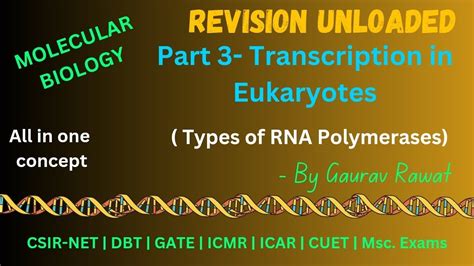 Molecular Biology Transcription In Eukaryotes Part 3 Types Of Rna