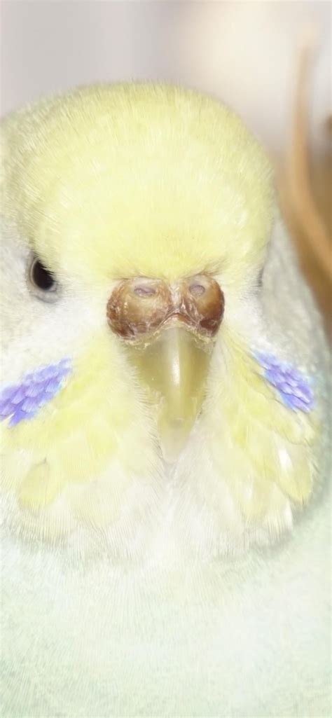 Whats Wrong With Her Beak Rbudgies