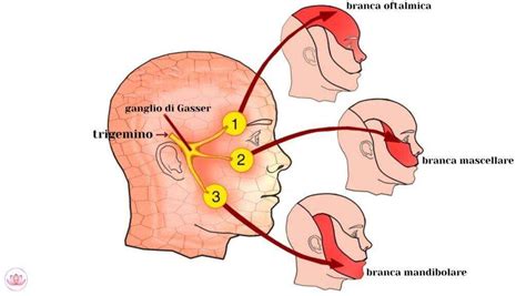 Nevralgia Del Trigemino Riflessologia E Shiatsu Torino