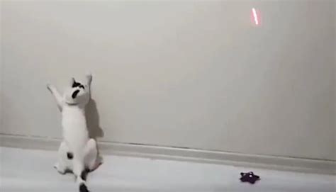 Do Cats Enjoy Laser Pointers