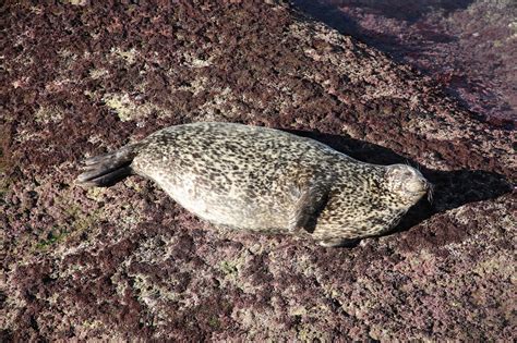 Harbor Seal Common Nature Free Photo On Pixabay Pixabay