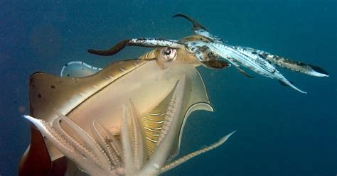 柏島の海ブログ アオリイカの産卵柏島