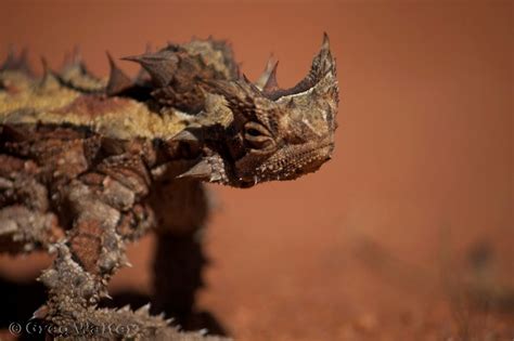 Молох или «колючий дьявол» (лат. Moloch horridus)