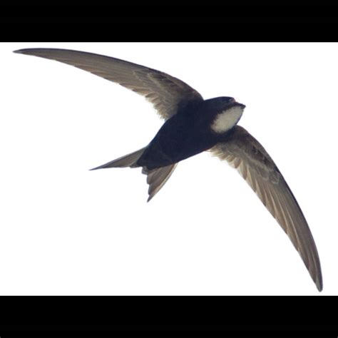 White Rumped Swift Apus Caffer Identification Birda