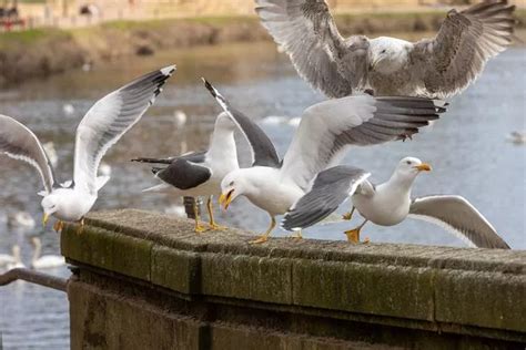 War On Randy Seagulls Has A New Weapon Safe Sex Pills Stuffed Into