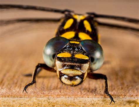Free Images Wing Fly Wildlife Fauna Invertebrate Close Up Cool