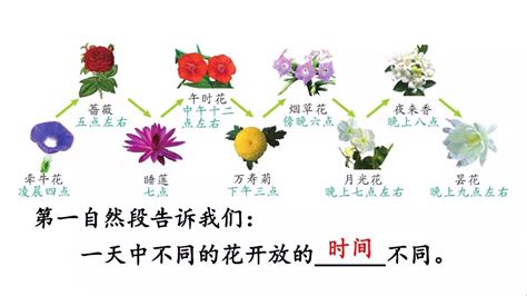 三年级画花钟图片 花钟图片大全 画花钟的图片 大山谷图库
