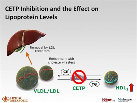 Ppt The Role Of Cetp In Reverse Cholesterol Transport Will Its