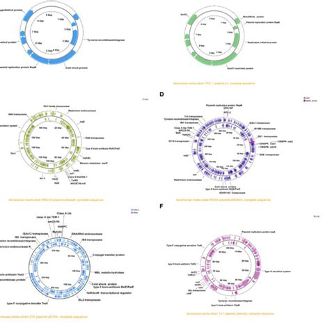 Schematic Diagram Of Virulence Genes On Aeromonas Media Included