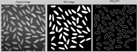 Rice Detection And Classification With Matlab Home