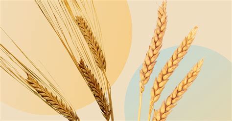 Barley Vs Wheat Whats The Difference