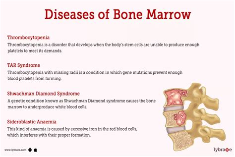 Red Bone Marrow Function