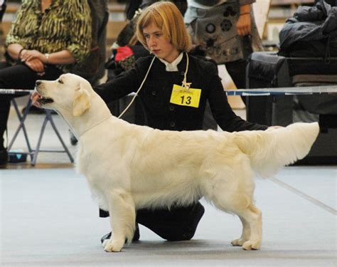 Sandusky Alain Prost X Bora Balta Letena Retriveriai Lietuvos Retriverių Mylėtojų Klubas