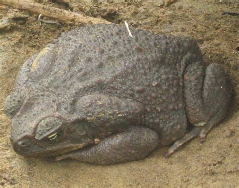 Жаба-ага или «тростниковая жаба» (лат. Bufo marinus) – Интересные животные