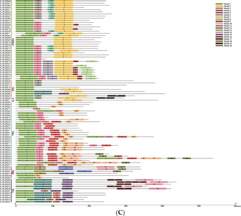 Figure 4 From Genome Wide Characterization And Phylogenetic And Stress