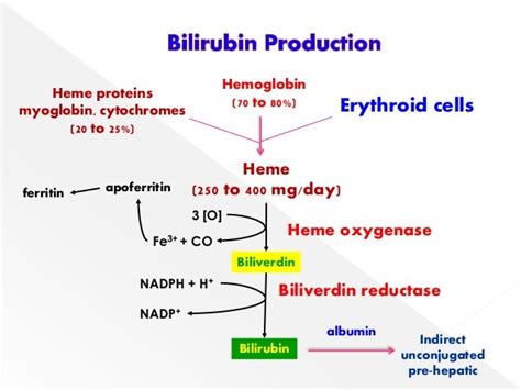 Heme Degradation Jaundice