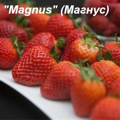 Клубника «Магнус» — описание, фото и характеристики сорта садовой земляники