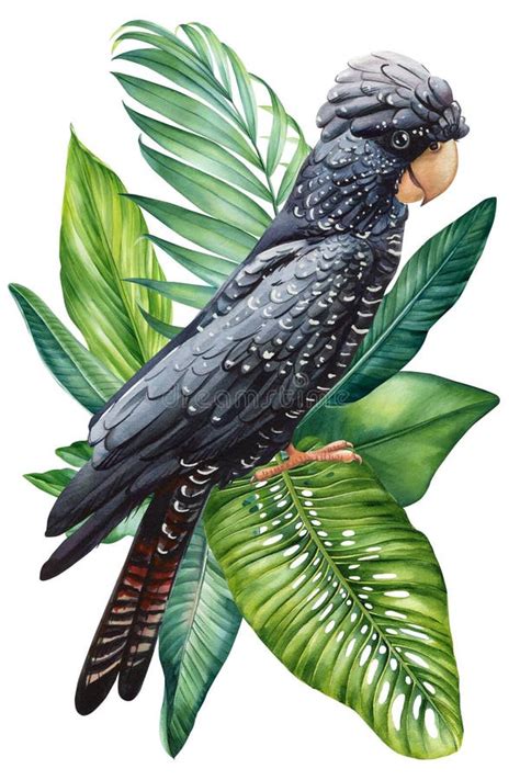 Black Cockatoo With Palm Leaves On Isolated Background Watercolor