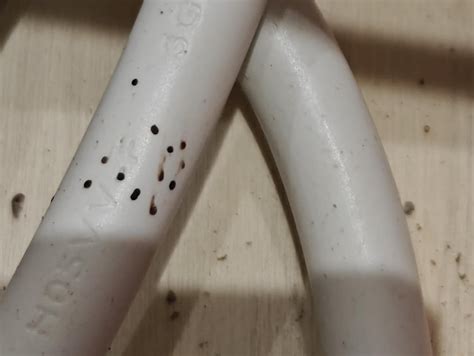 Are These Droppings Or Eggs And What Type Of Bug Rwhatsthisbug