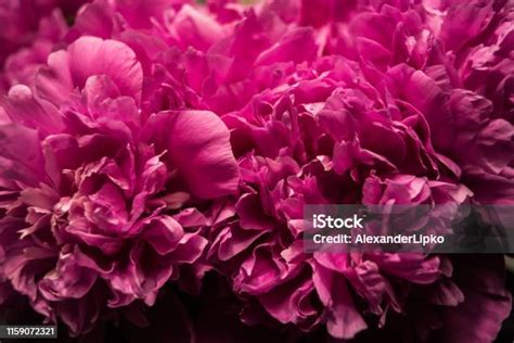 Buket Bunga Peony Makro Foto Stok Unduh Gambar Sekarang Alam Botani Buket Sekelompok