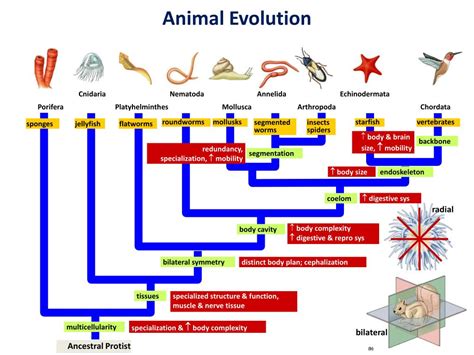 Ppt Animal Evolution Powerpoint Presentation Free Download Id1377757