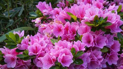 The Best Method For Fertilizing Your Azaleas