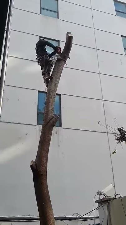 건물사이 자란 위험한 큰나무 로프타기 벌목♡01027998696 Youtube