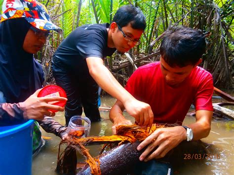 Kepentingan Cacing Nipah Terhadap Ekosistem Marin Dan Masyarakat